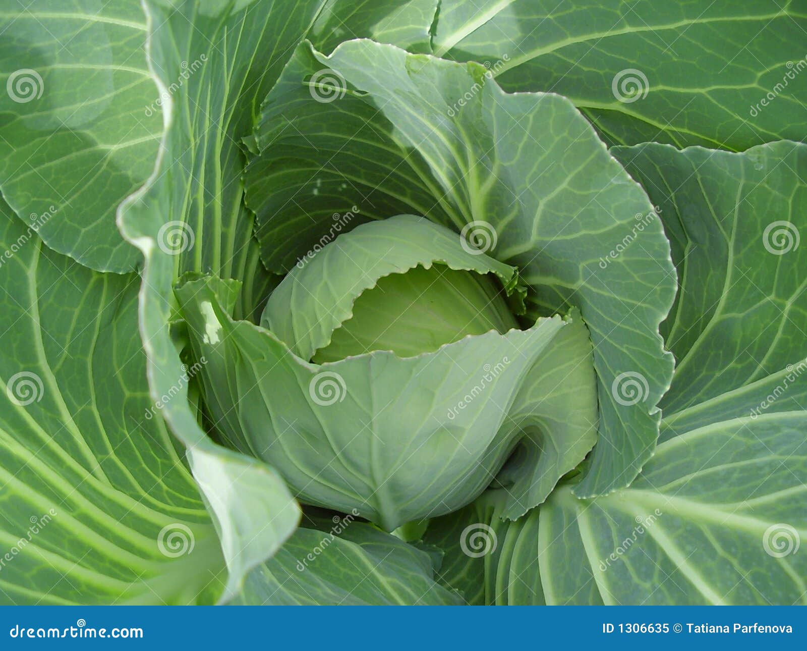 Growing cabbage stock image. Image of ingredient, close - 1306635