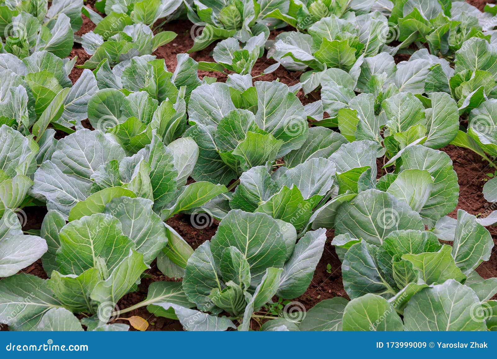 Growing Cabbage in Early Spring at Home Stock Image - Image of ...