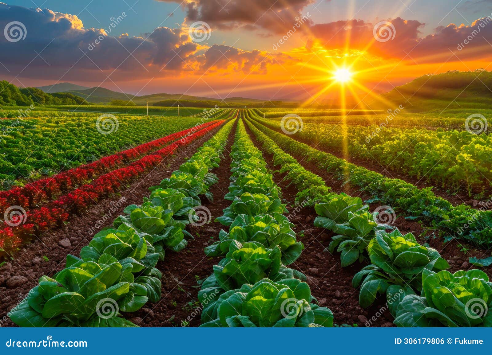 Growing Cabbage in Field Under the Open Sun. Stock Photo - Image of ...