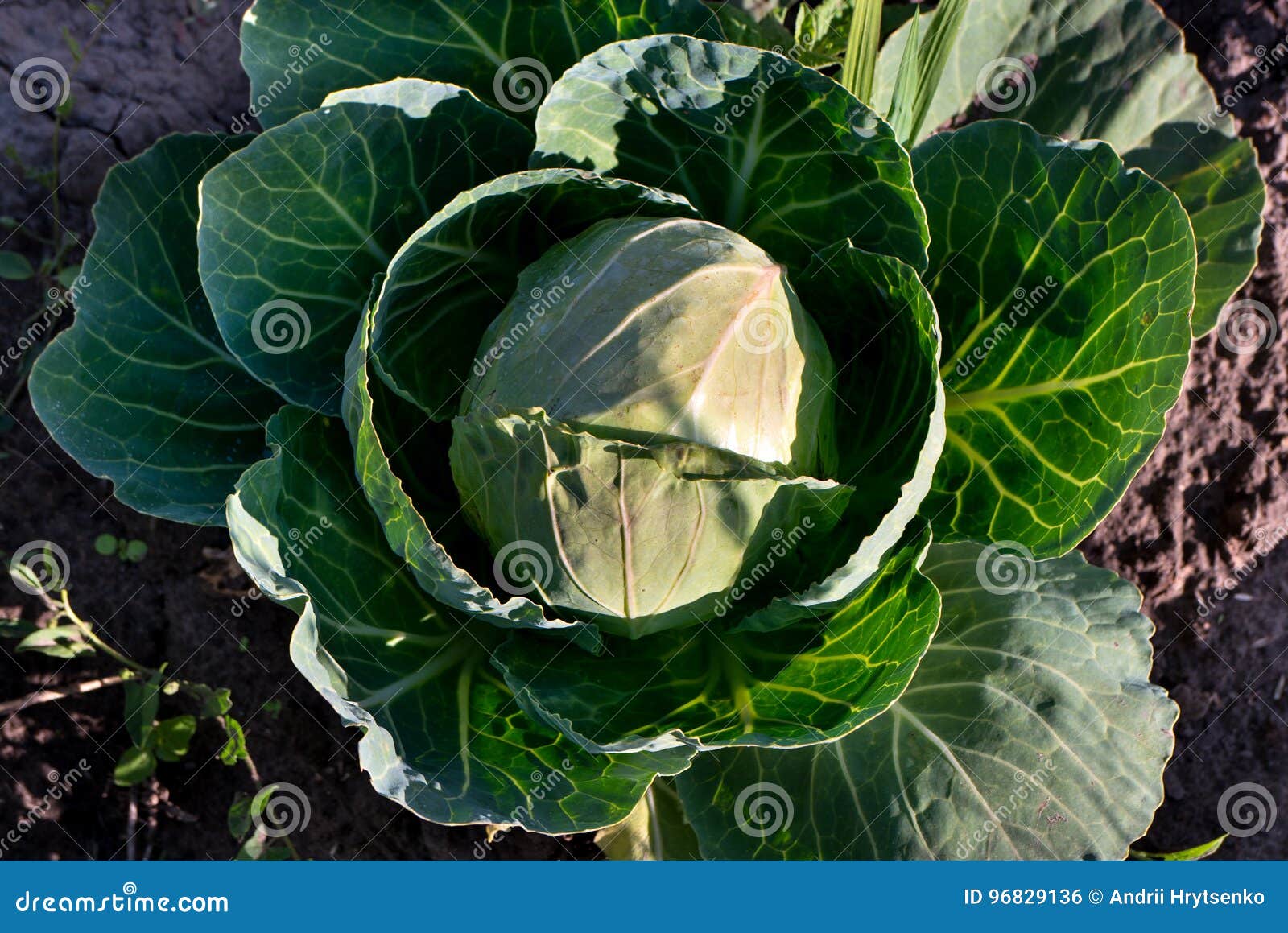 Growing cabbage in ground stock photo. Image of ground - 96829136