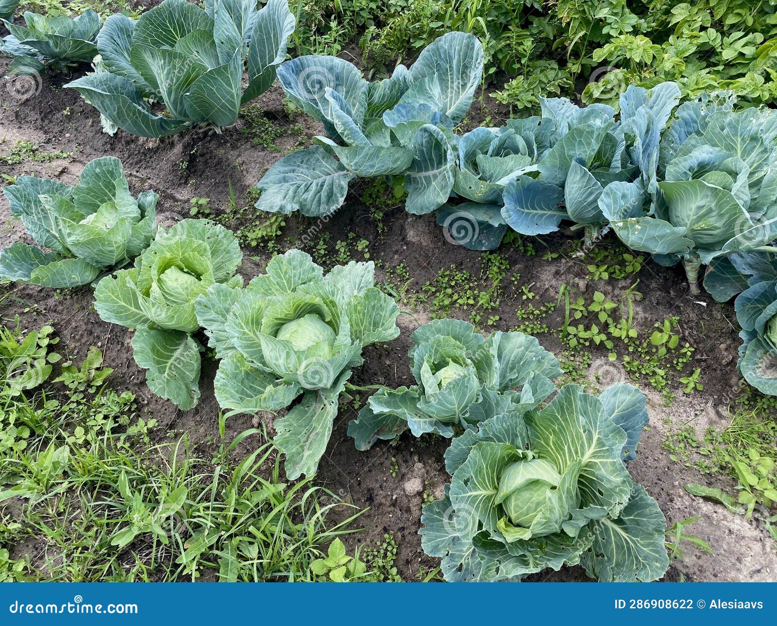 Growing Cabbage in a Vegetable Garden Stock Photo - Image of produce ...