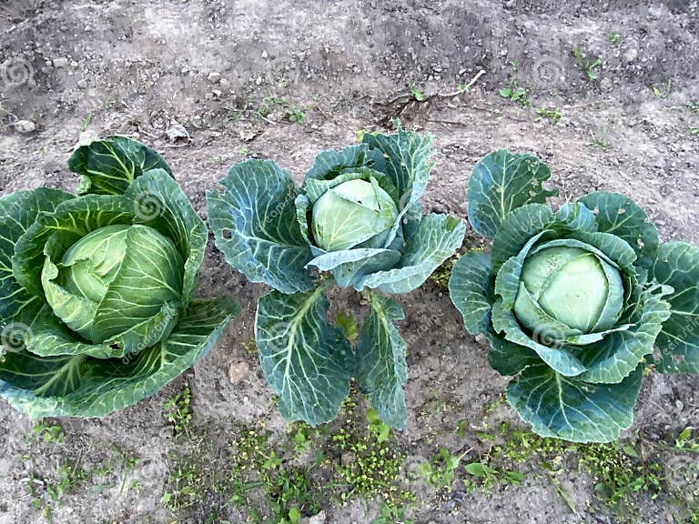 Growing Cabbage in a Vegetable Garden Stock Photo - Image of ...