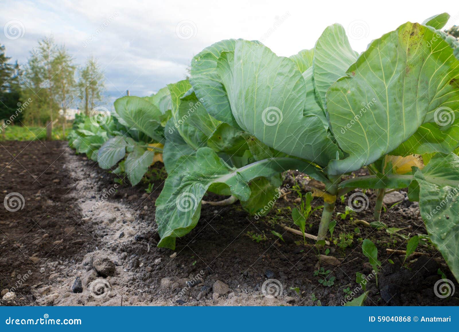 Growing Cabbage Whole Plant on Open Air Garden Bed. Stock Photo - Image ...