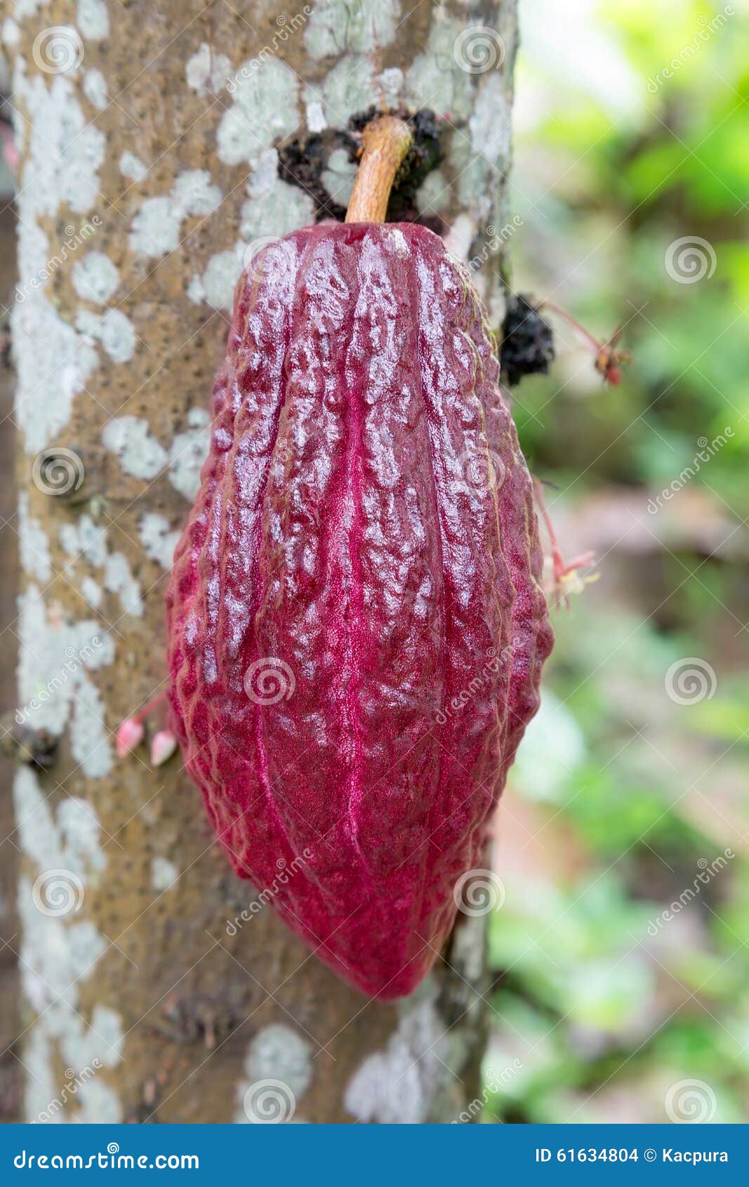 Growing Cacao for Chocolate Stock Photo - Image of fruit, beans: 61634804