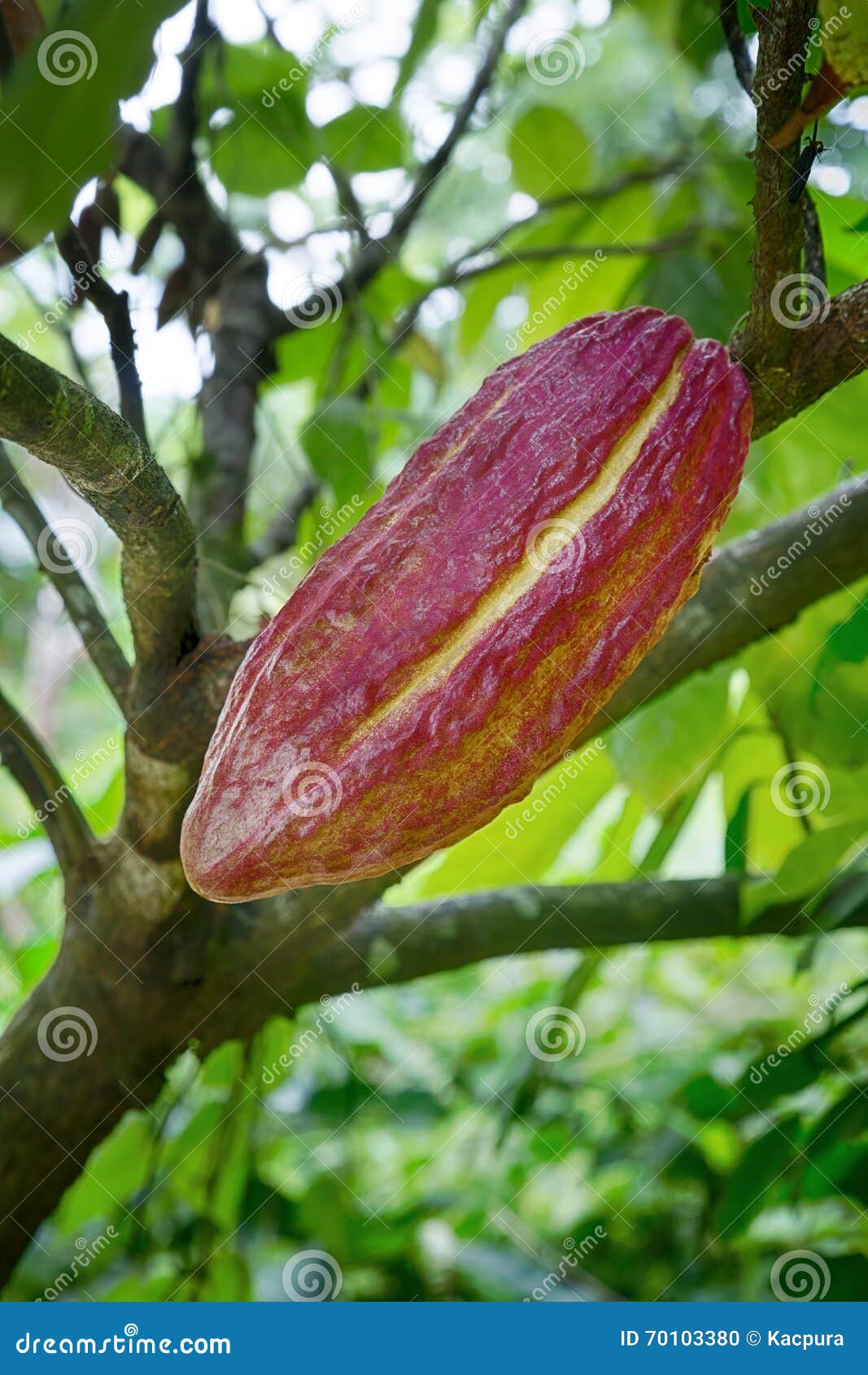 Growing Cacao for Chocolate Stock Photo - Image of chocolate, cacao ...