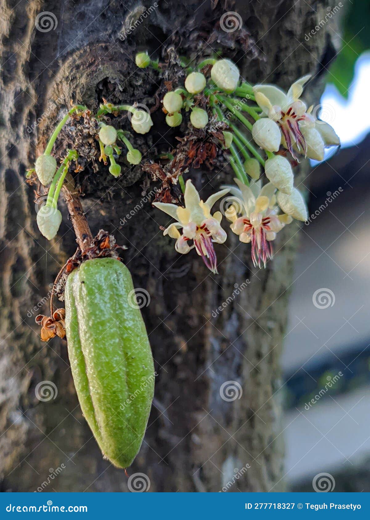 Growing Cacao Pod In The Forest Of Bali Island Stock Image ...