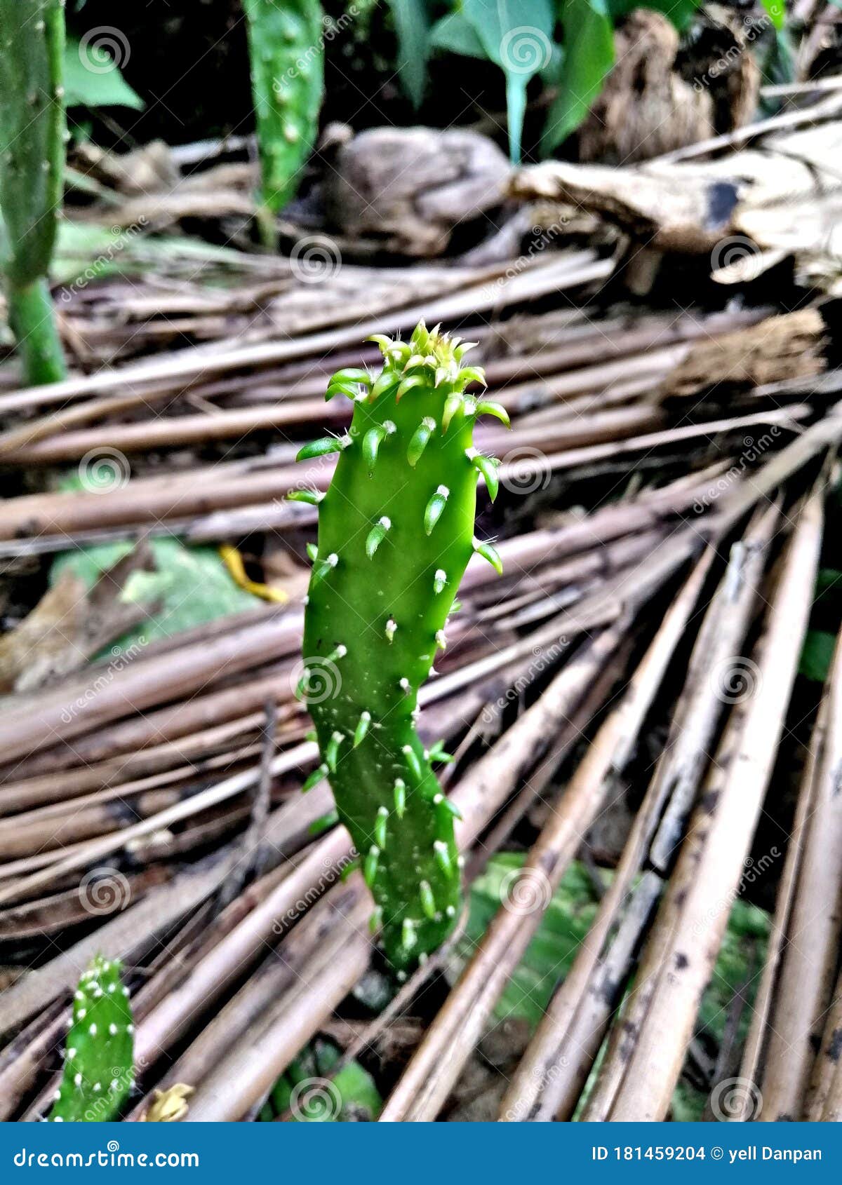 Growing cactus seedlings stock photo. Image of leaf - 181459204