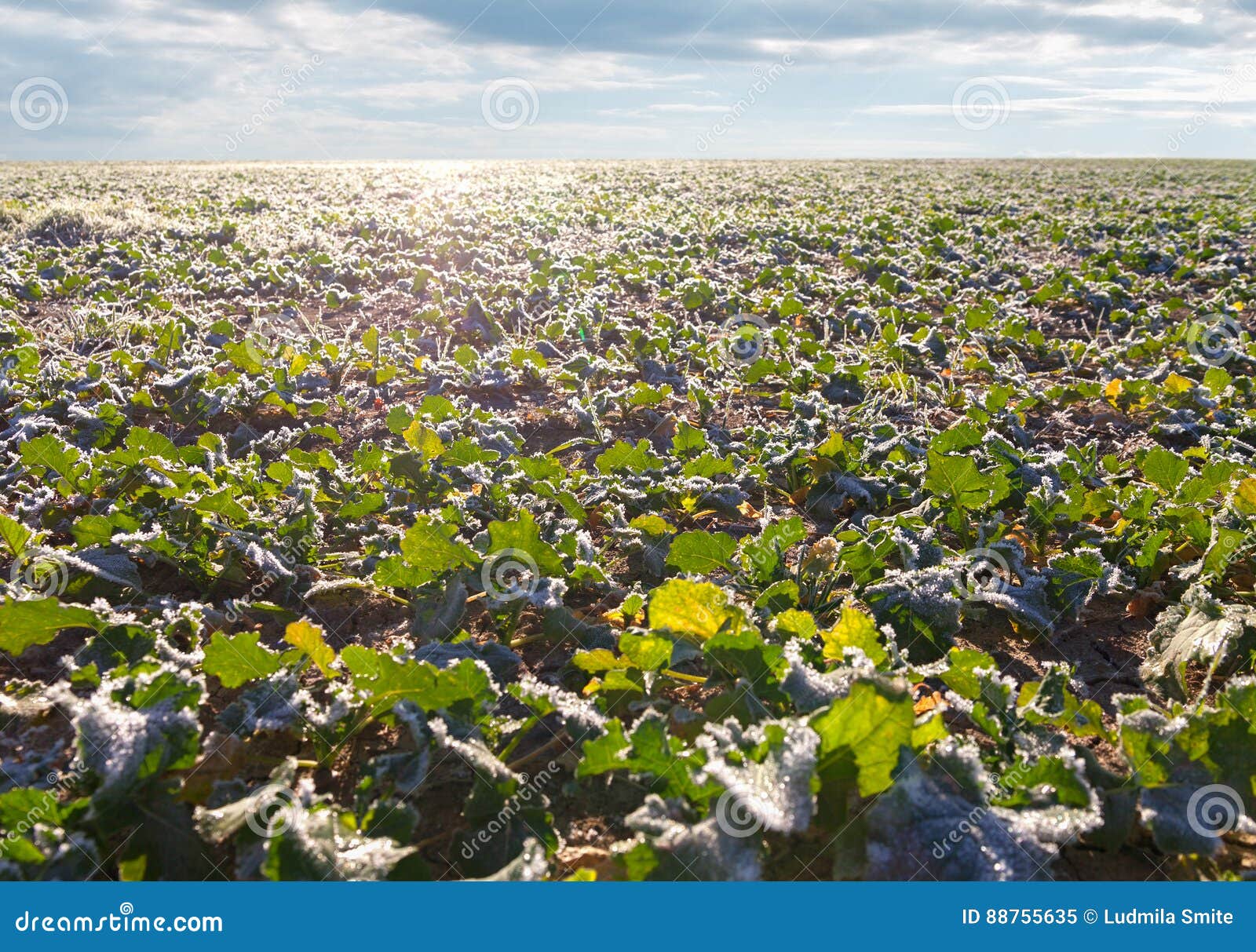 Growing canola on a field. stock image. Image of freeze - 88755635
