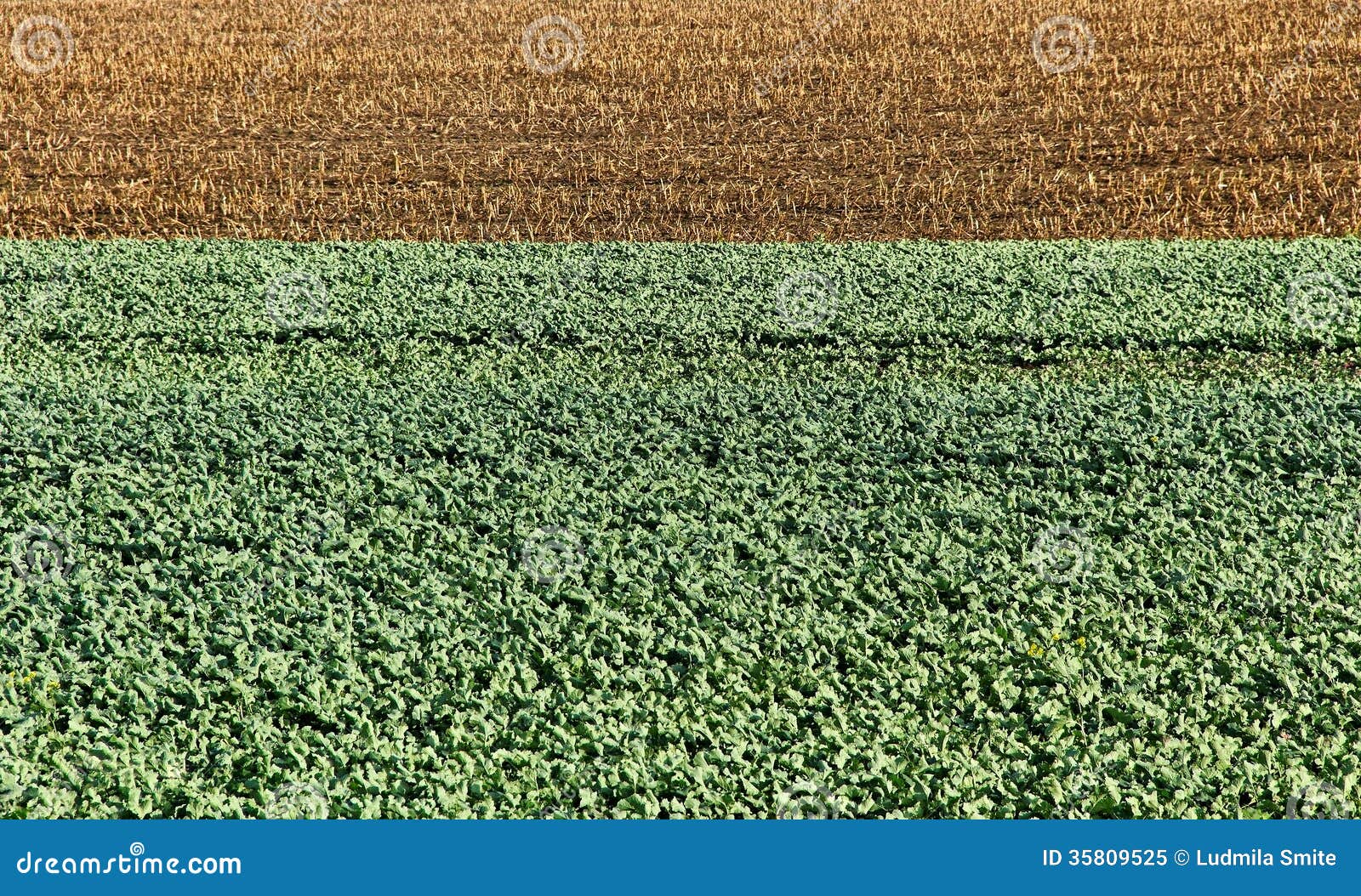 Growing canola. stock image. Image of agriculture, ecology - 35809525
