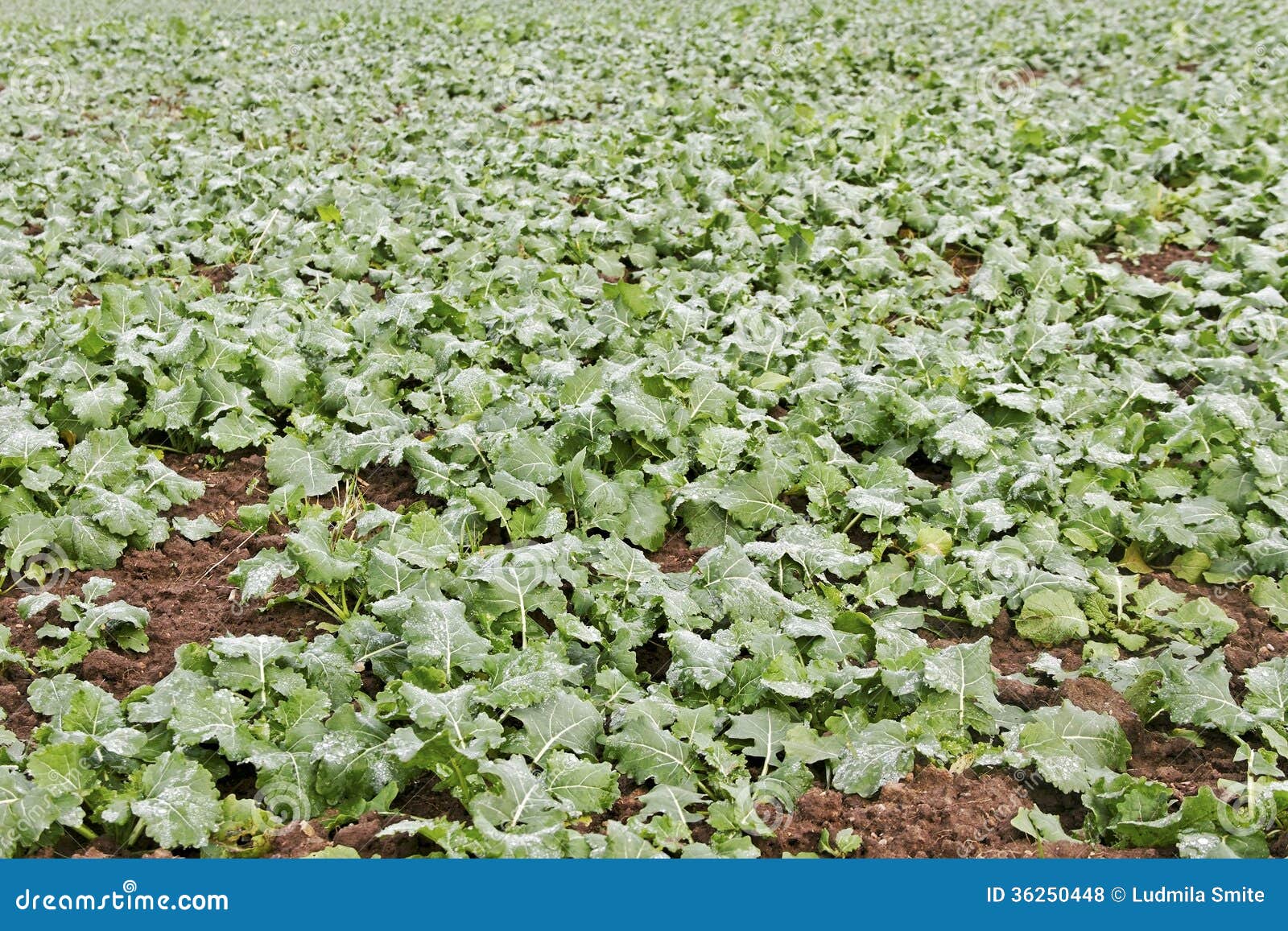Growing canola. stock photo. Image of dirt, field, natural - 36250448