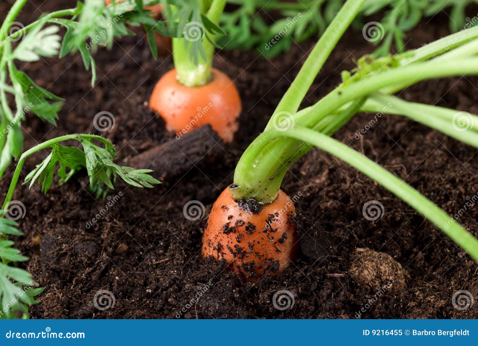 Growing Carrots stock image. Image of carrot, tops, carrots - 9216455