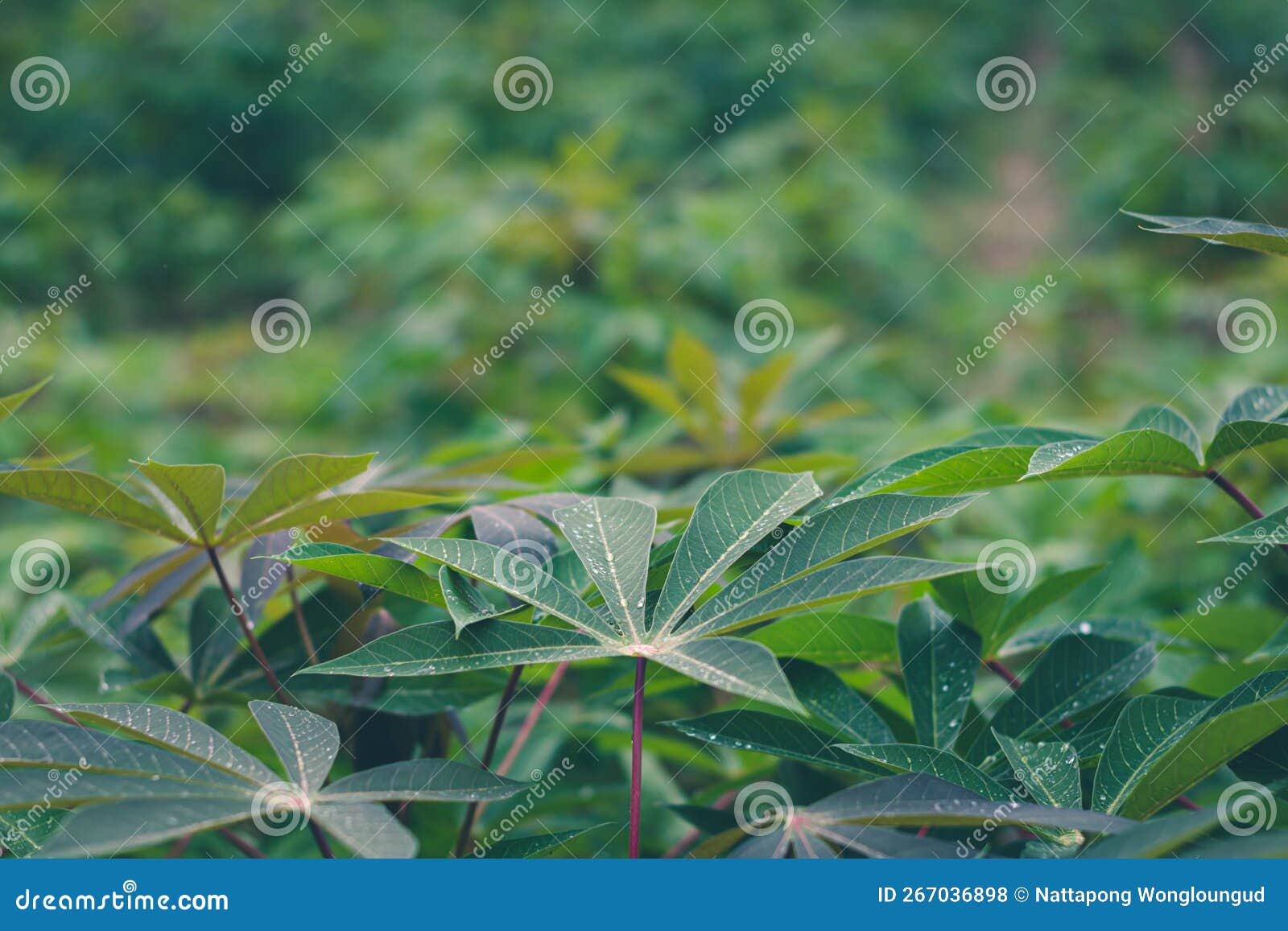 Growing Cassava Young Shoots Growing Row Of Cassava Tree In Field Landscape Of Cassava