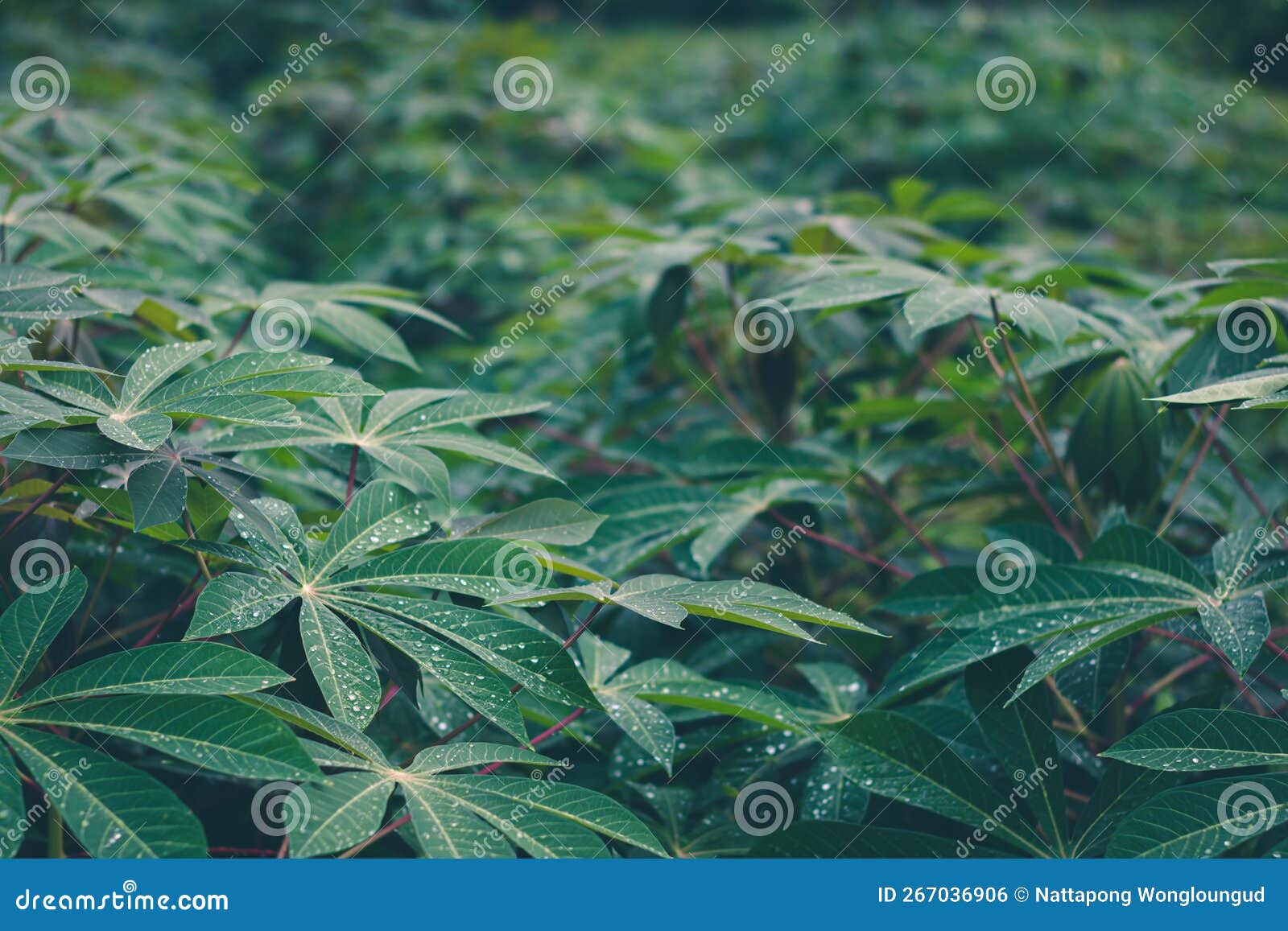 Growing Cassava Young Shoots Growing Row Of Cassava Tree In Field Landscape Of Cassava