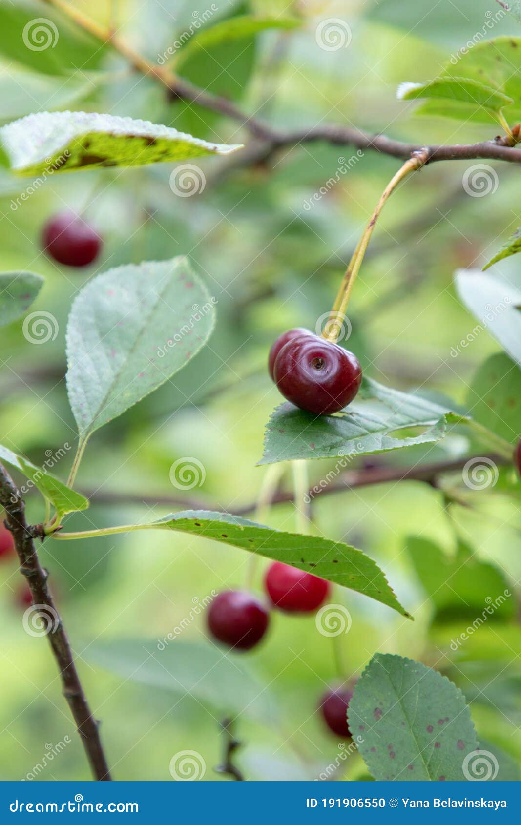 Growing cherry stock photo. Image of season, life, cherries - 191906550
