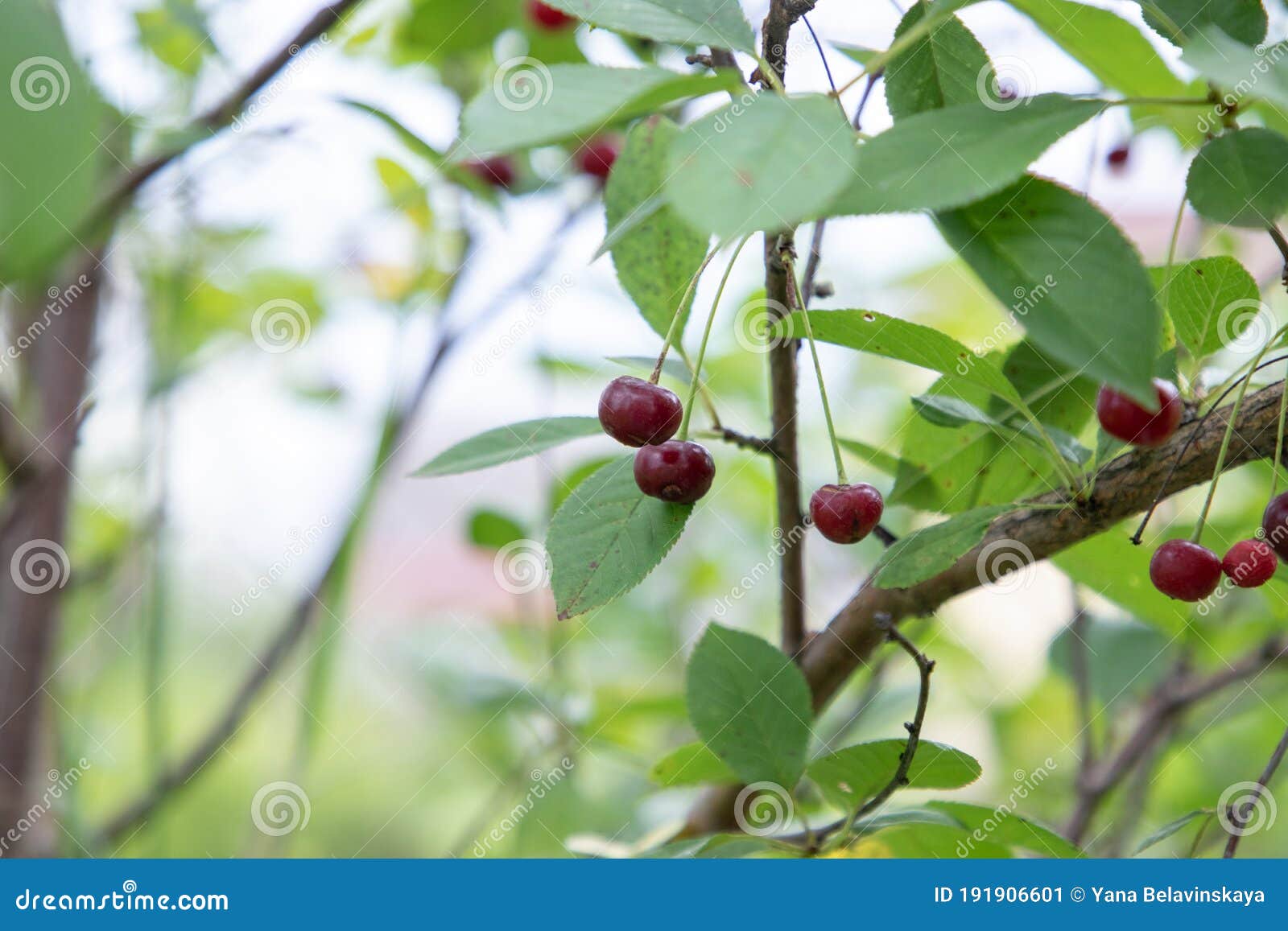 Growing cherry stock image. Image of still, berries - 191906601