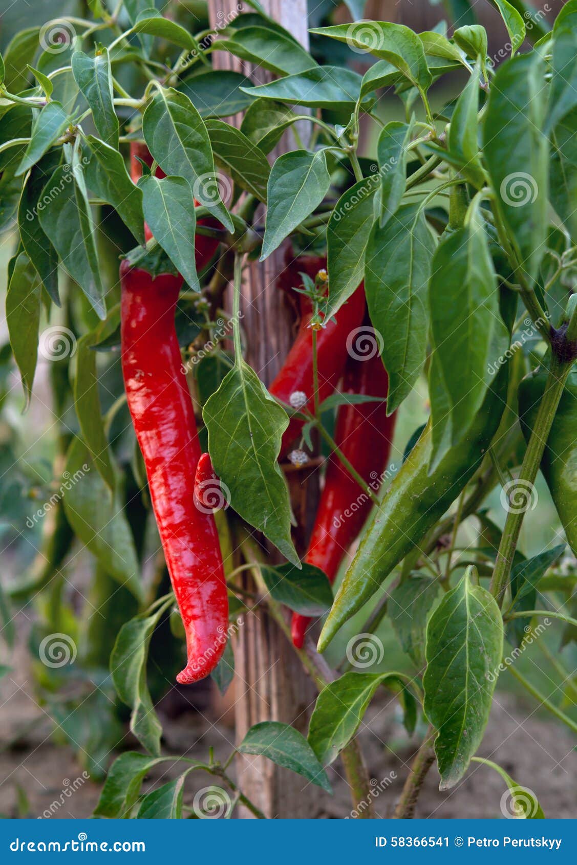 Growing chili stock image. Image of background, farming - 58366541