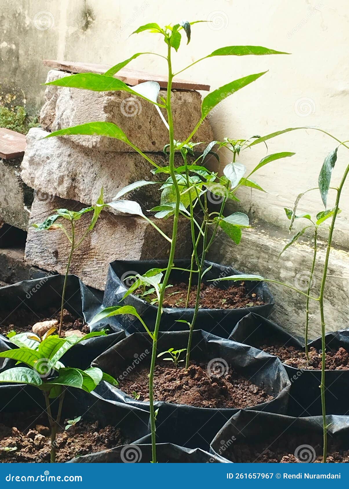 Growing chili tree stock image. Image of green, food - 261657967