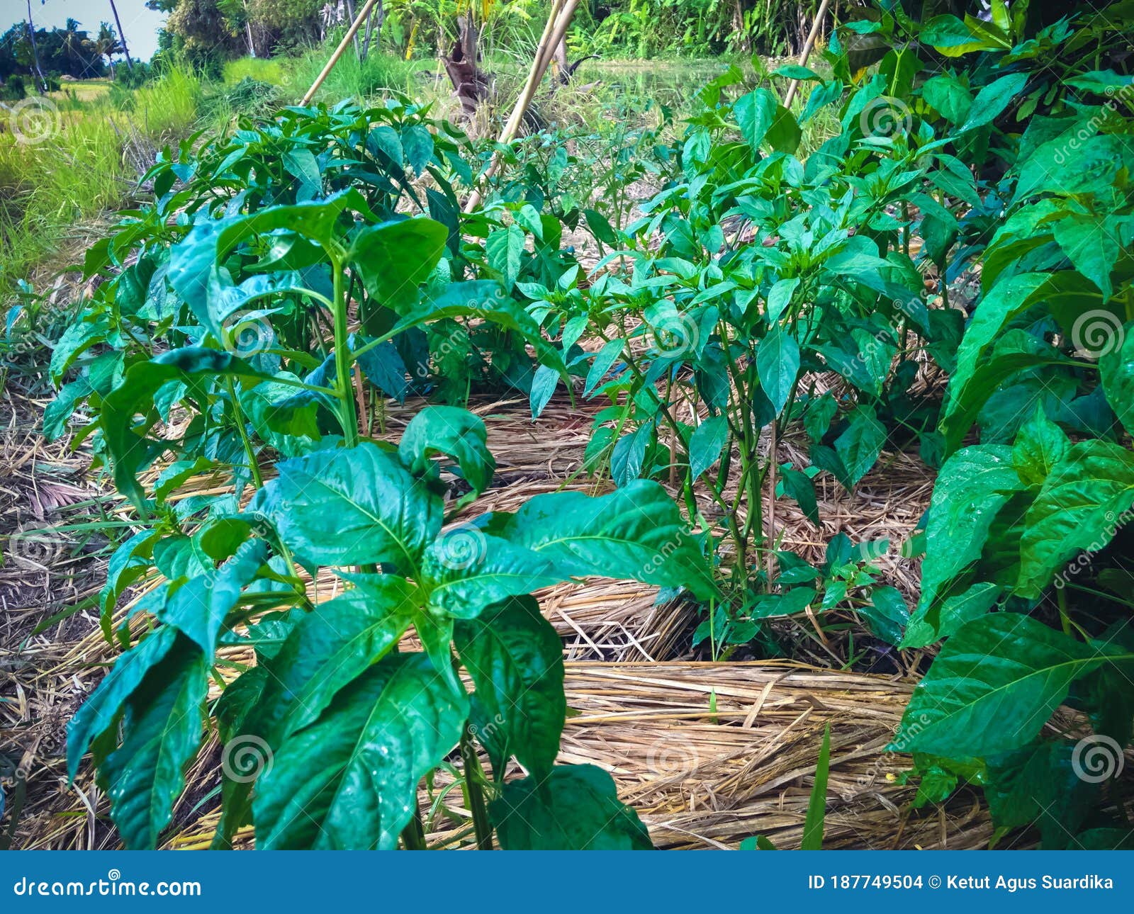 Growing Chilli Plants in Agricultural Area Stock Photo - Image of field ...