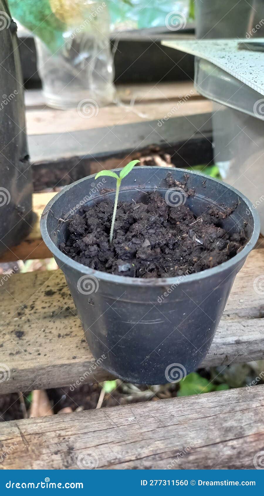 Growing Chilli Sprout stock photo. Image of tree, soil - 277311560