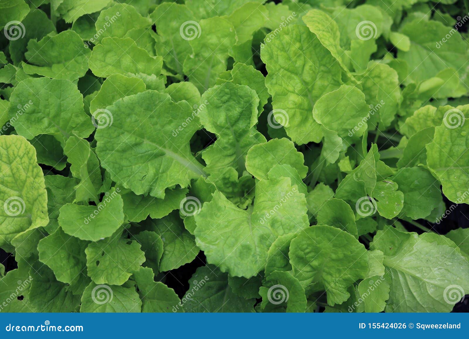 Close Up of Growing Chinese Cabbage Stock Photo - Image of detail ...