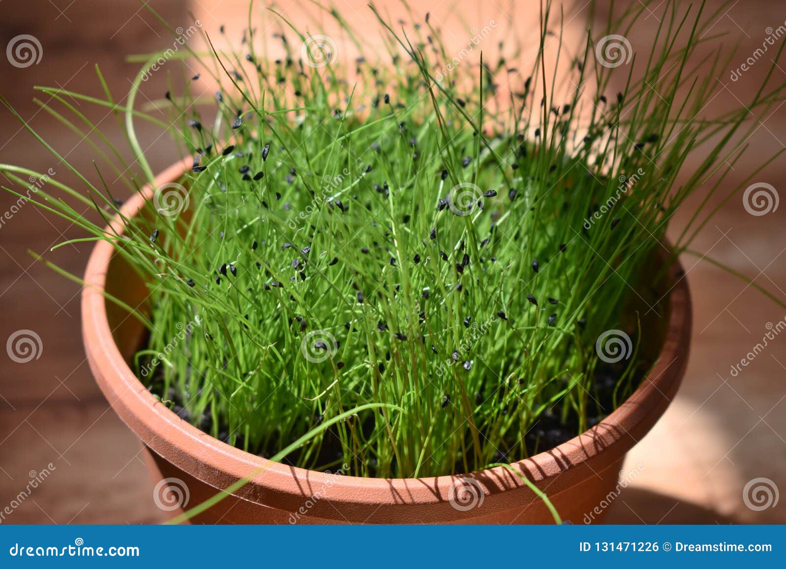 Growing chives inside stock photo. Image of church, tolling - 131471226