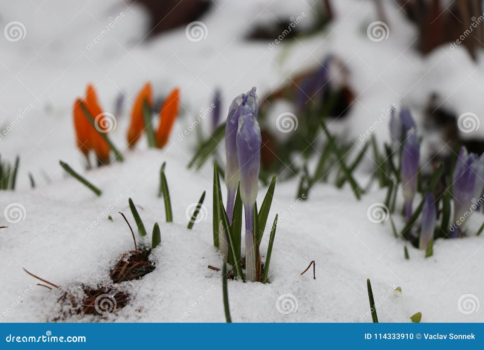 A Growing Closed Blossom of Crocus through Snow on Spring Stock Photo ...