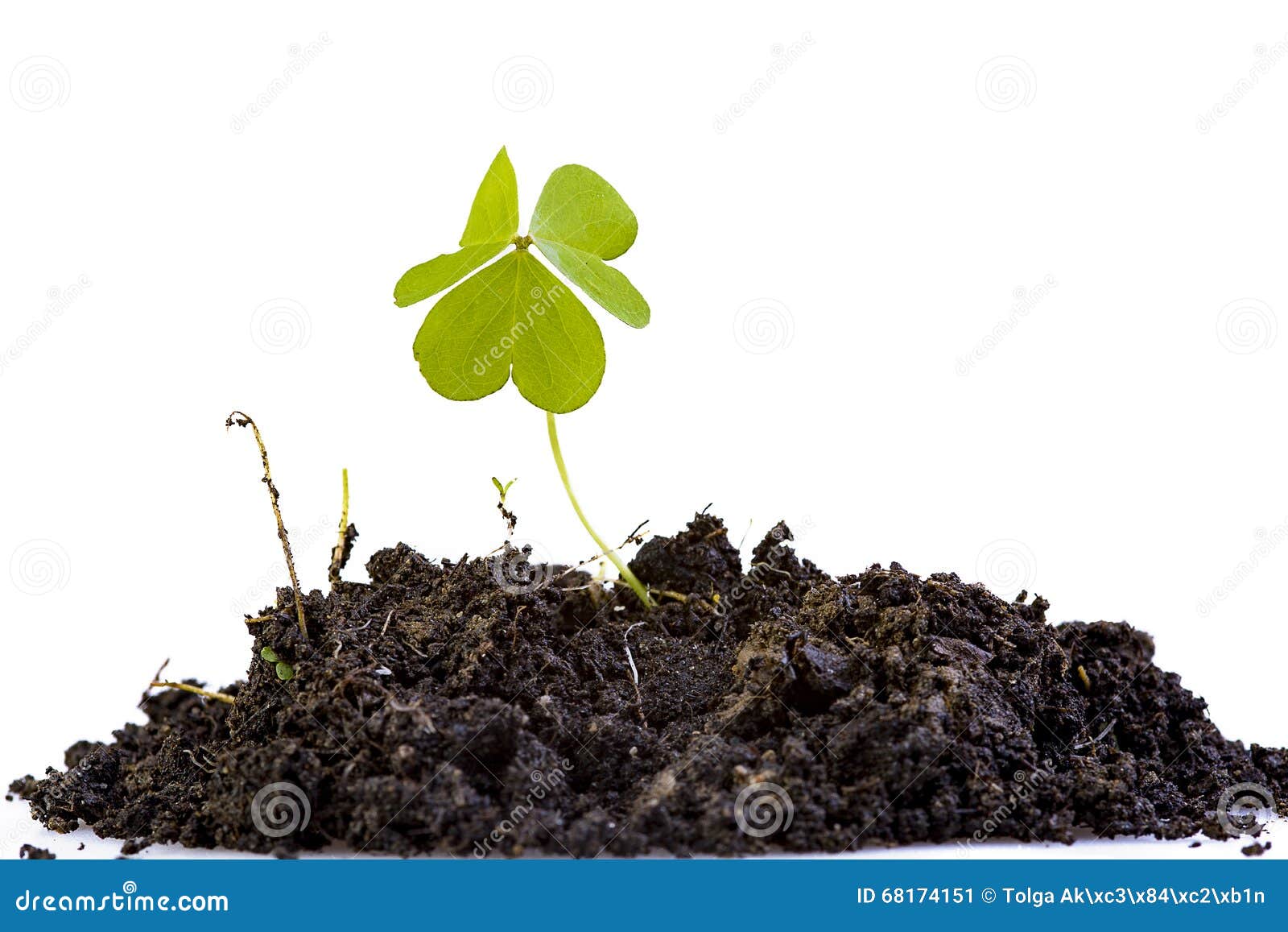 Growing clover stock image. Image of leaf, heart, isolated - 68174151