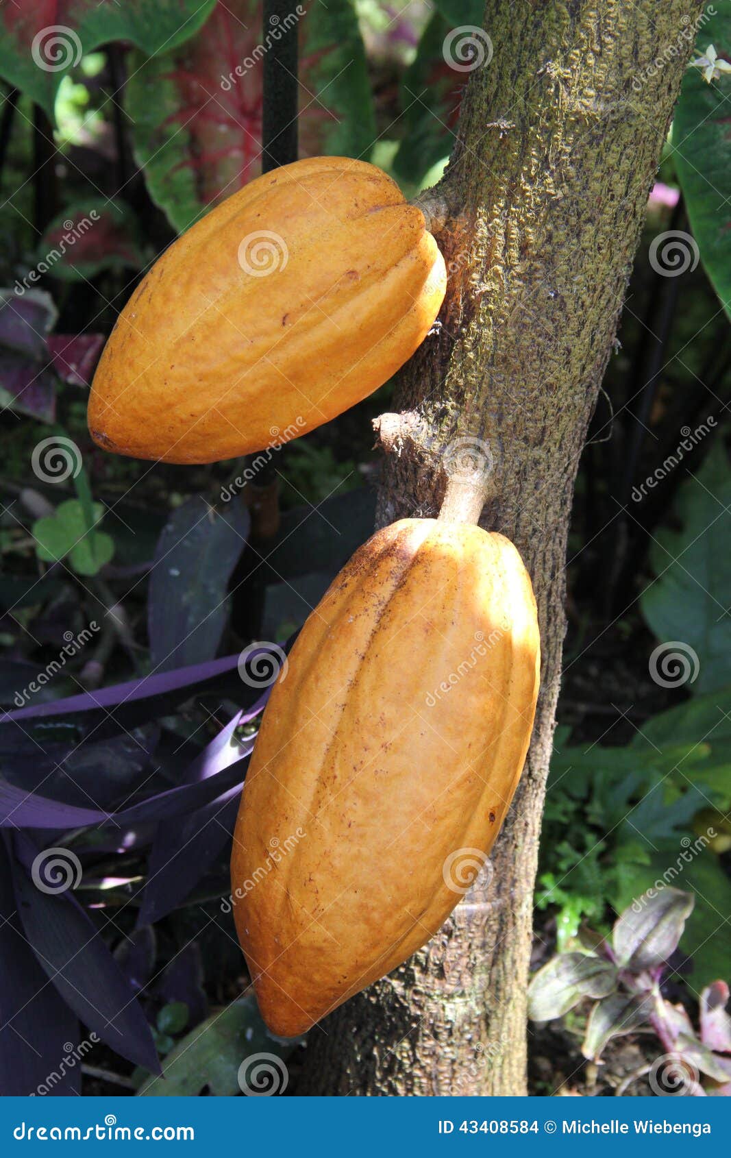 Growing Cocoa Pods stock photo. Image of cocoa, delicious - 43408584