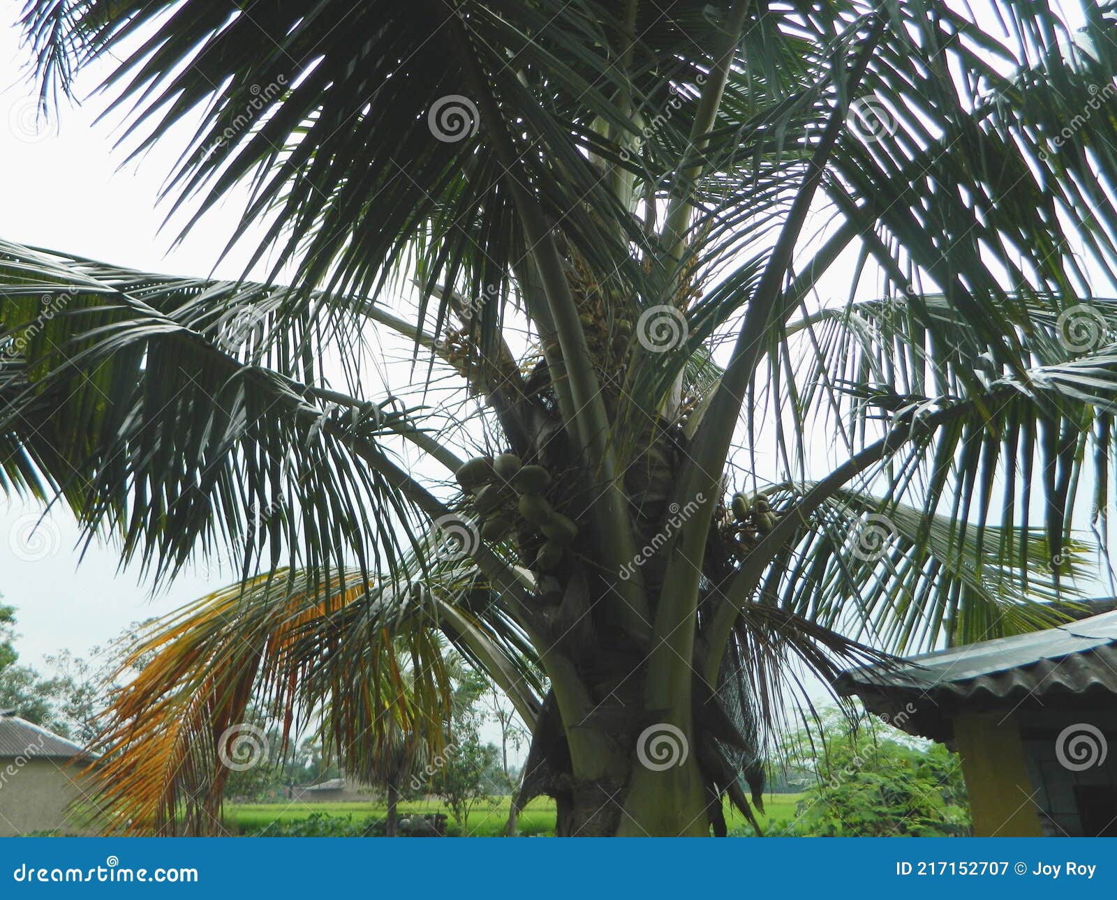 Growing Coconut Tree Close Up Shot. Stock Image - Image of leafstems ...