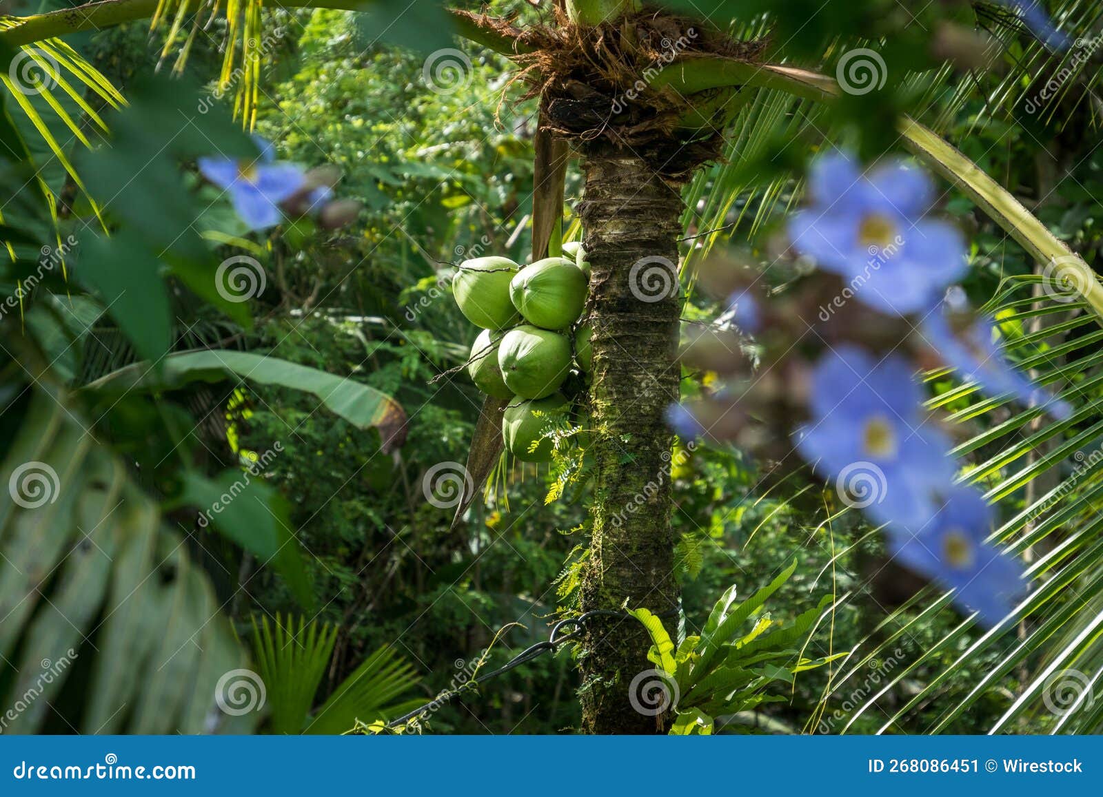 Growing Coconut Tree Surrounded by Tropical Trees in the Forest on a ...