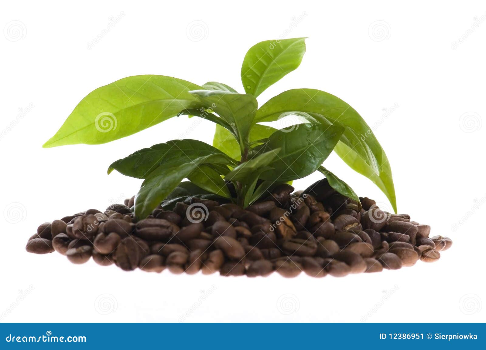 Growing coffee stock image. Image of caffeine, growing - 12386951