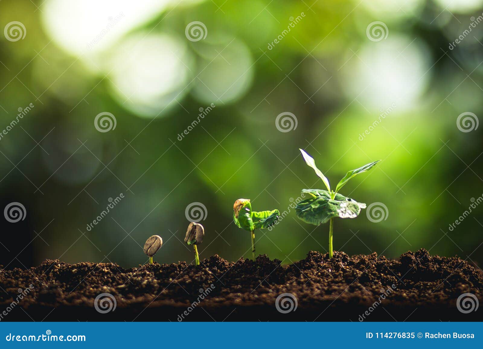 Growing Coffee Beans Watering Sapling Natural Light Stock Image - Image ...