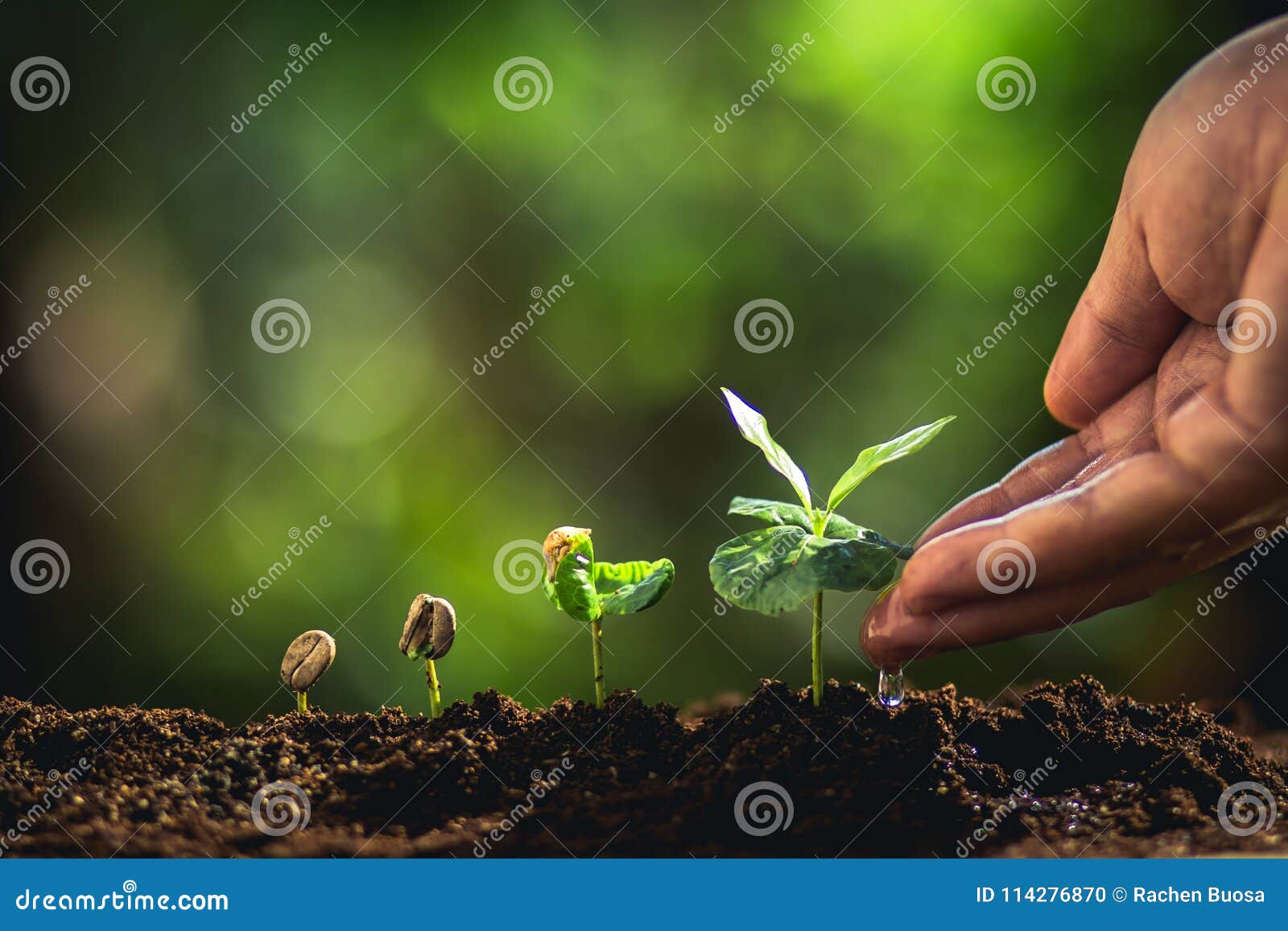 Growing Coffee Beans Watering Sapling Natural Light Stock Photo - Image ...