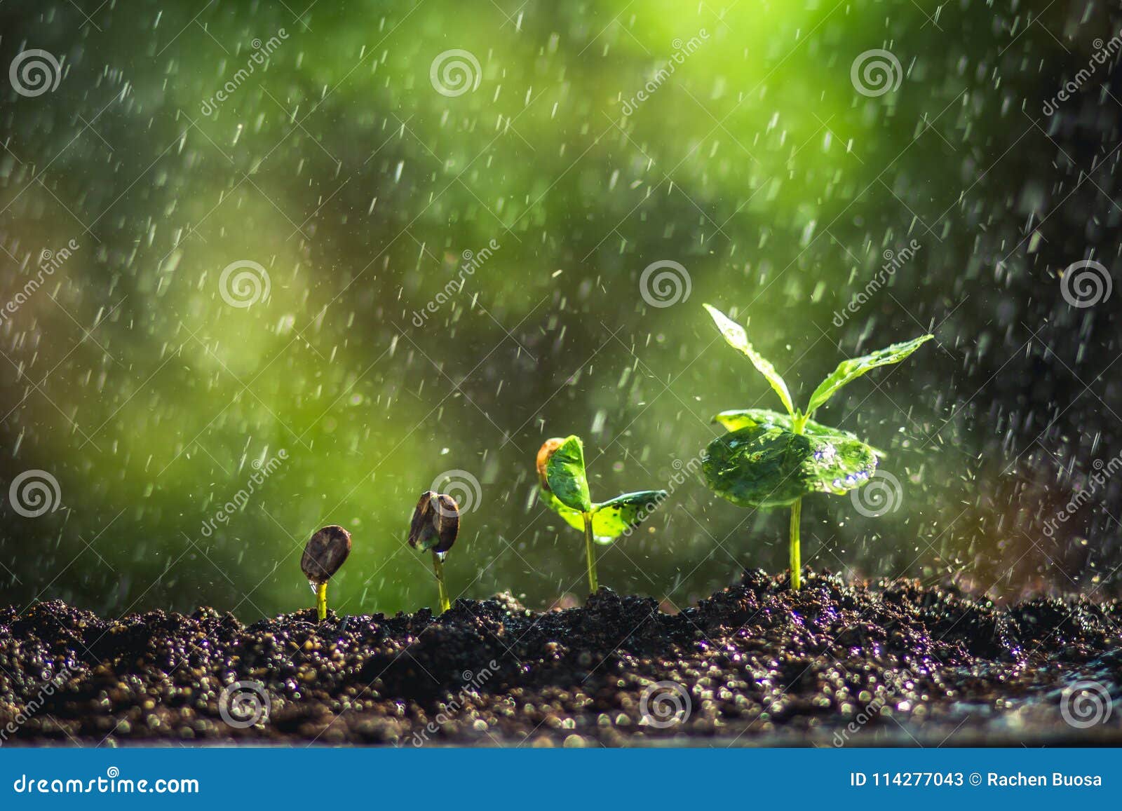 Growing Coffee Beans Watering Sapling Natural Light Stock Image - Image ...