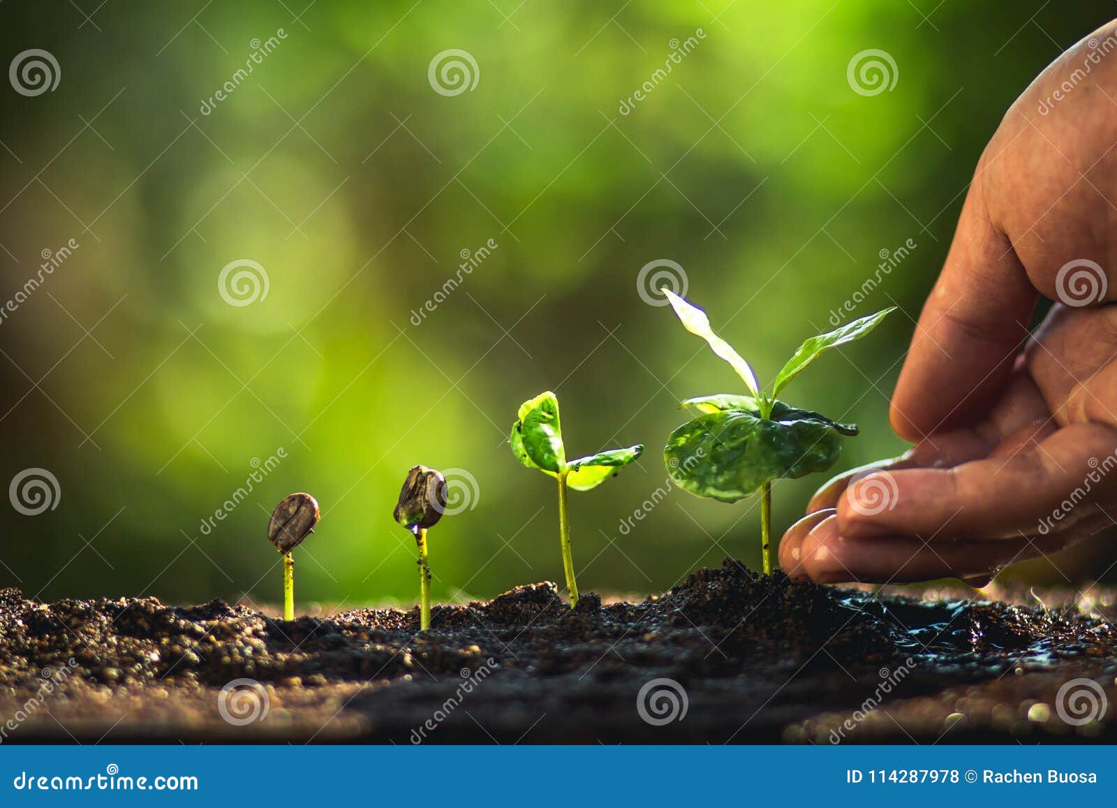 Growing Coffee Beans Watering Sapling Natural Light Stock Photo - Image ...
