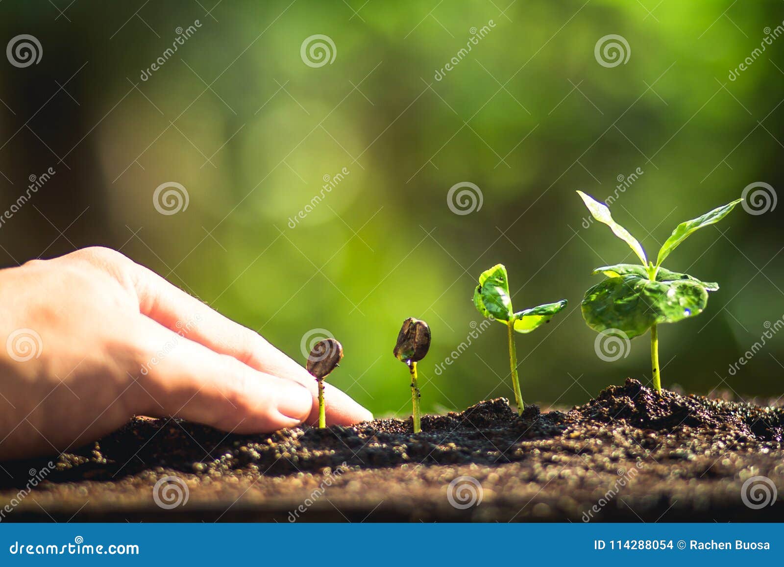 Growing Coffee Beans Watering Sapling Natural Light Stock Photo - Image ...