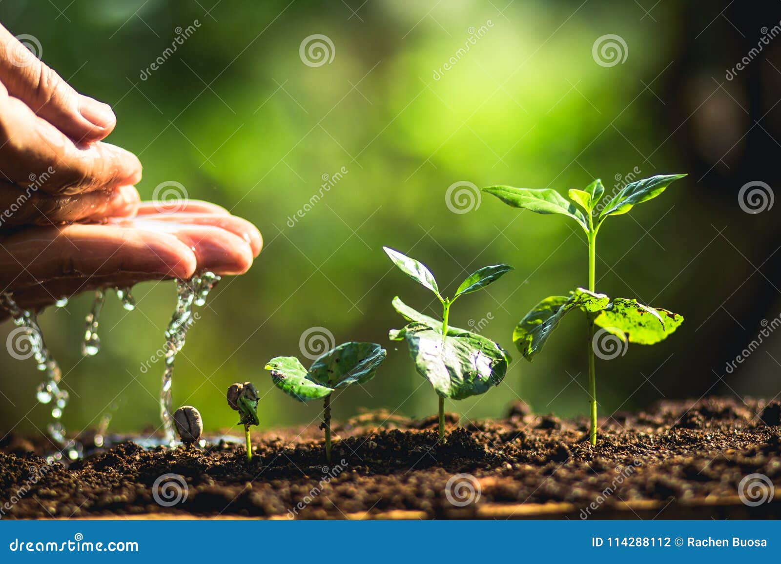 Growing Coffee Beans Watering Sapling Natural Light Stock Photo - Image ...