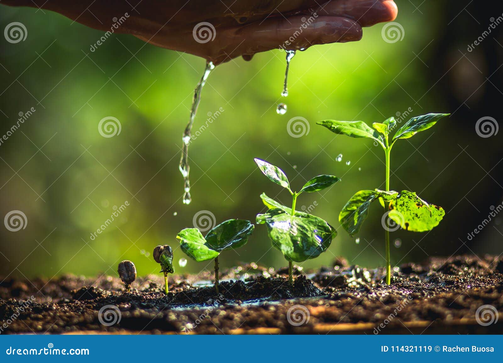 Growing Coffee Beans Watering Sapling Natural Light Stock Image - Image ...