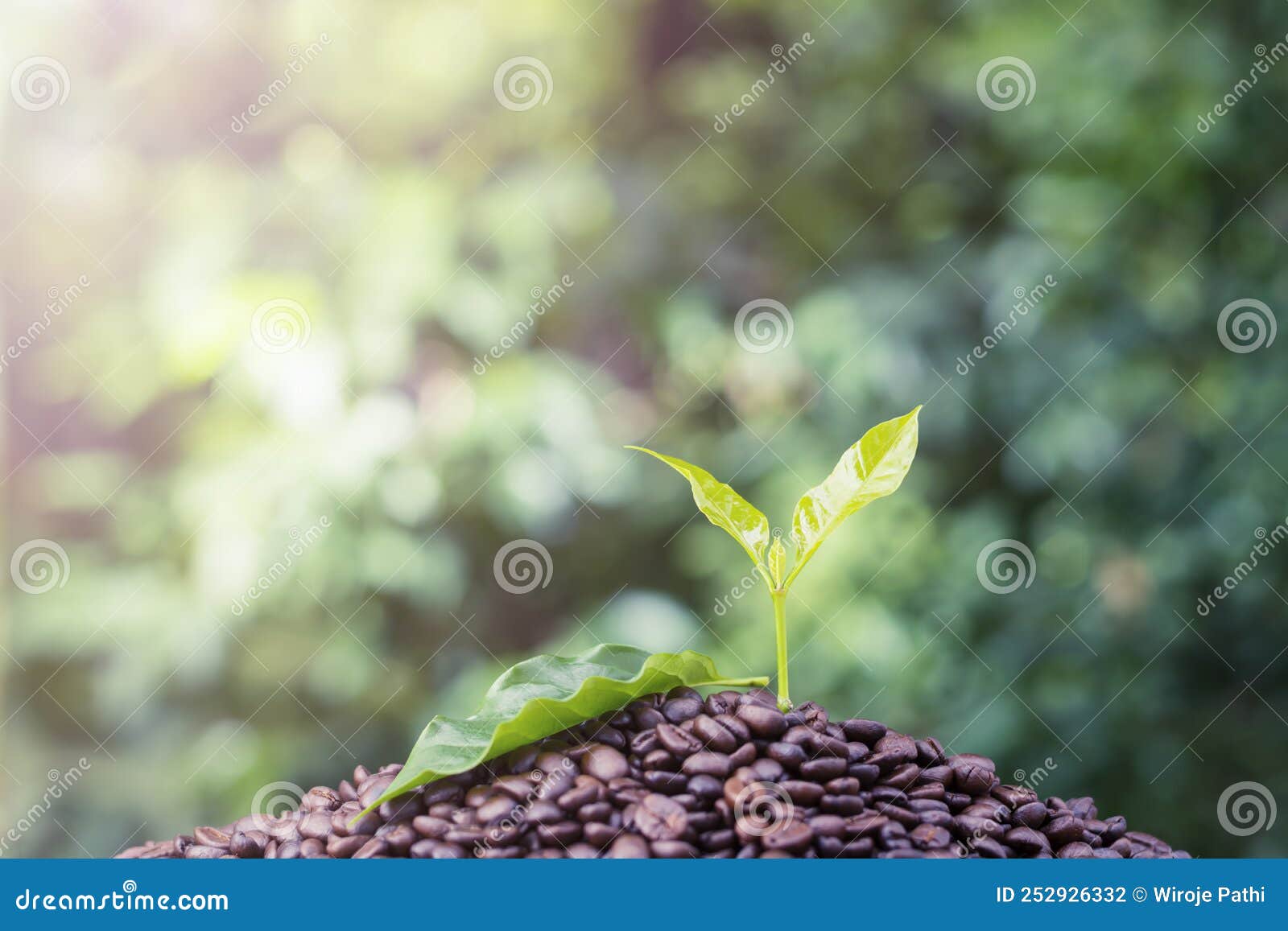 Growing Coffee Saplings and Thrives on Abundant Coffee Beans Stock ...
