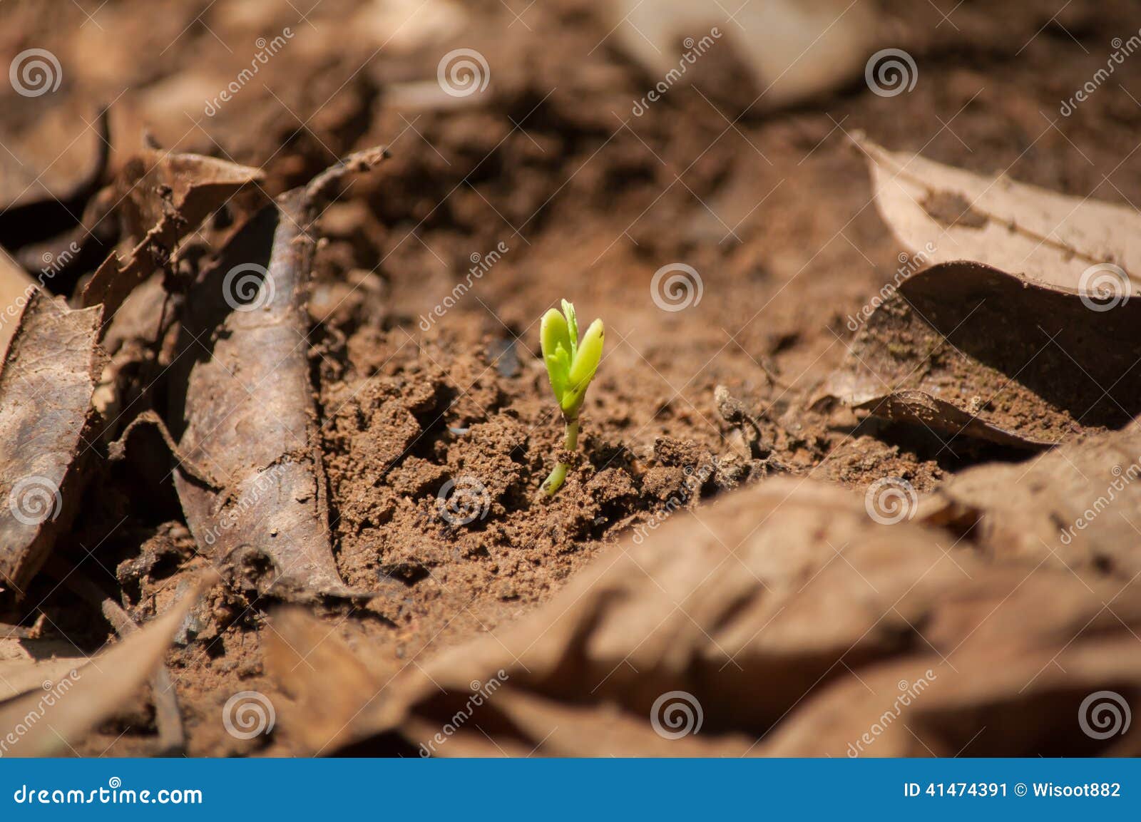 Growing Coffee Seed on Ground Stock Image - Image of growing, nature ...