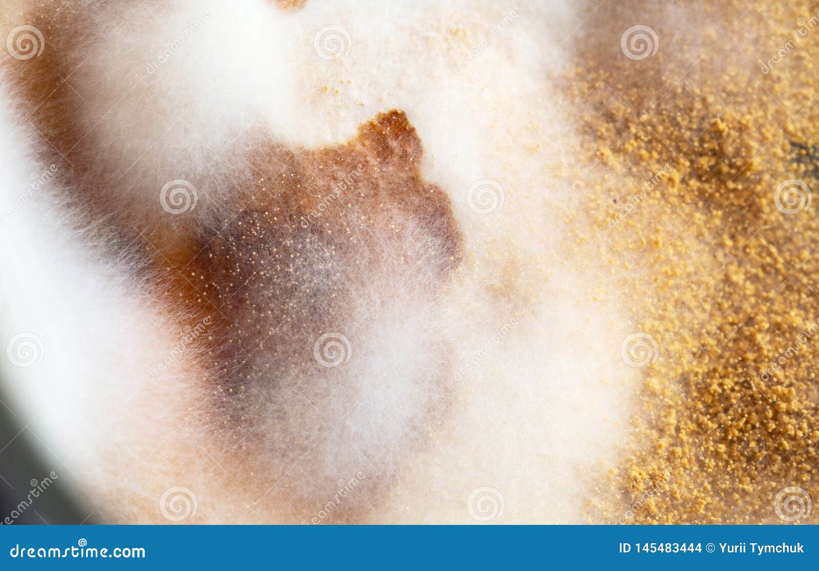 Growing of Colonies of Penicillium Mold, Close Up Stock Photo - Image ...