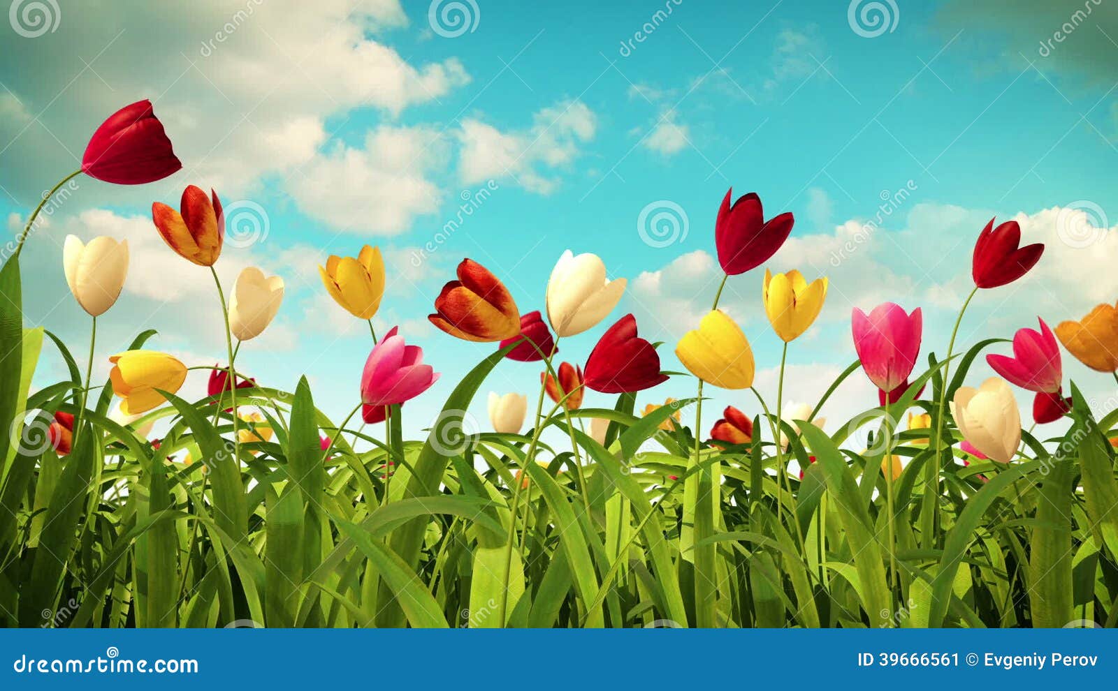 Growing Colorful Tulips, 3d Animation Stock Video - Video of leaf ...