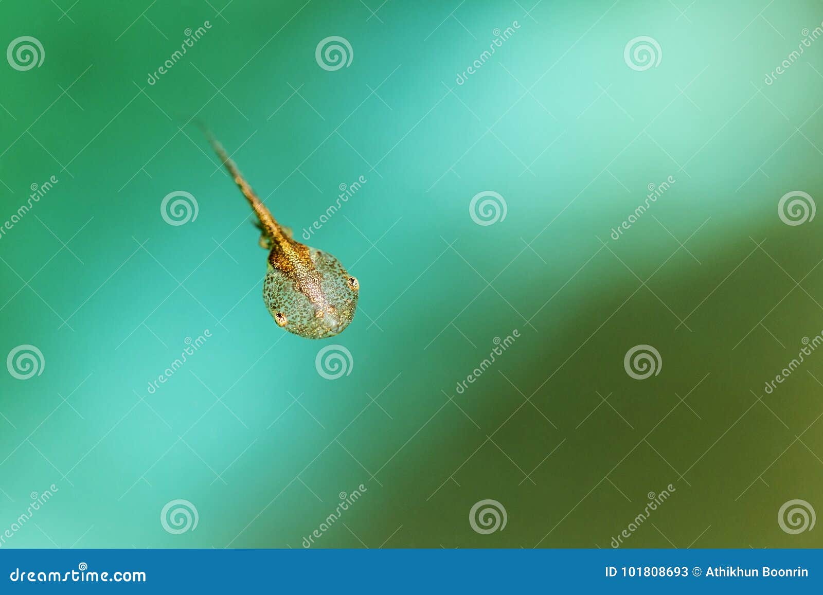 The Growing Condition of the Tadpole with Its Small Legs Grows O Stock ...