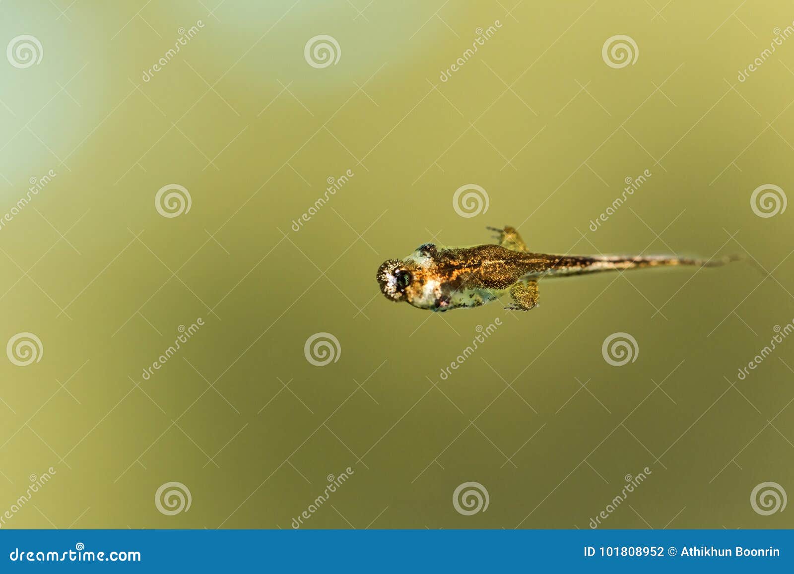 The Growing Condition of the Tadpole with Its Small Legs Grows O Stock ...