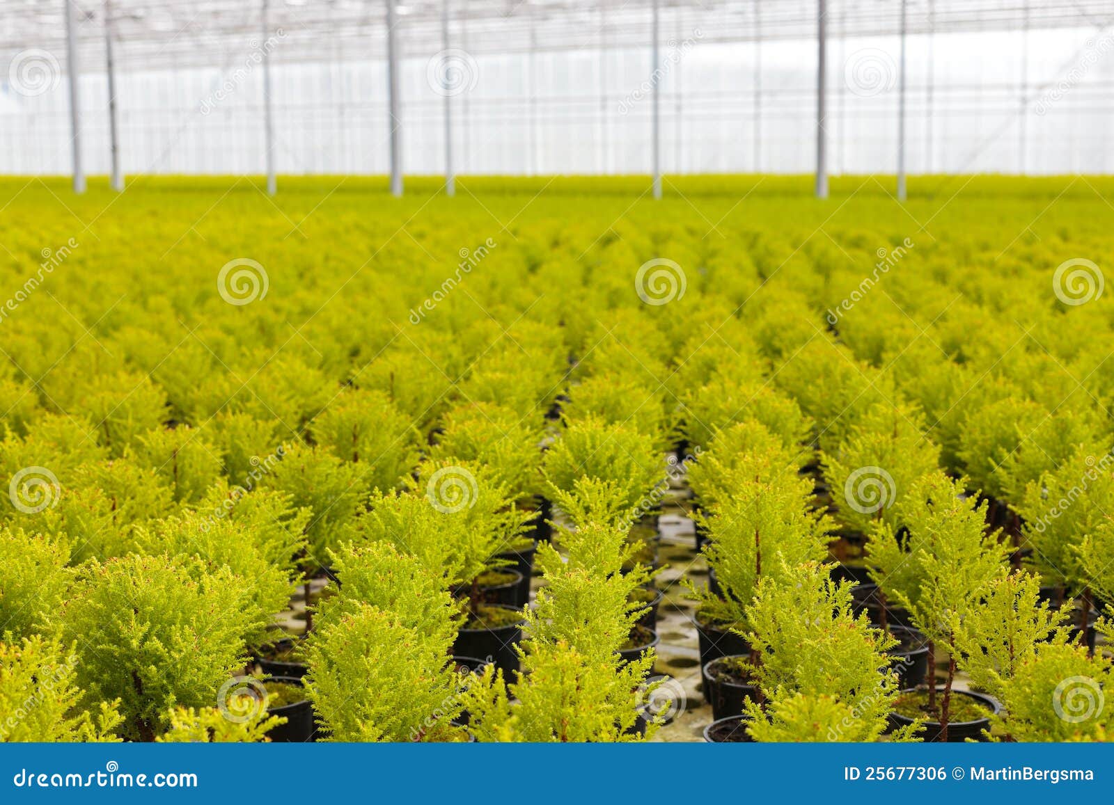 Growing Conifers Inside a Greenhouse Stock Photo - Image of ...