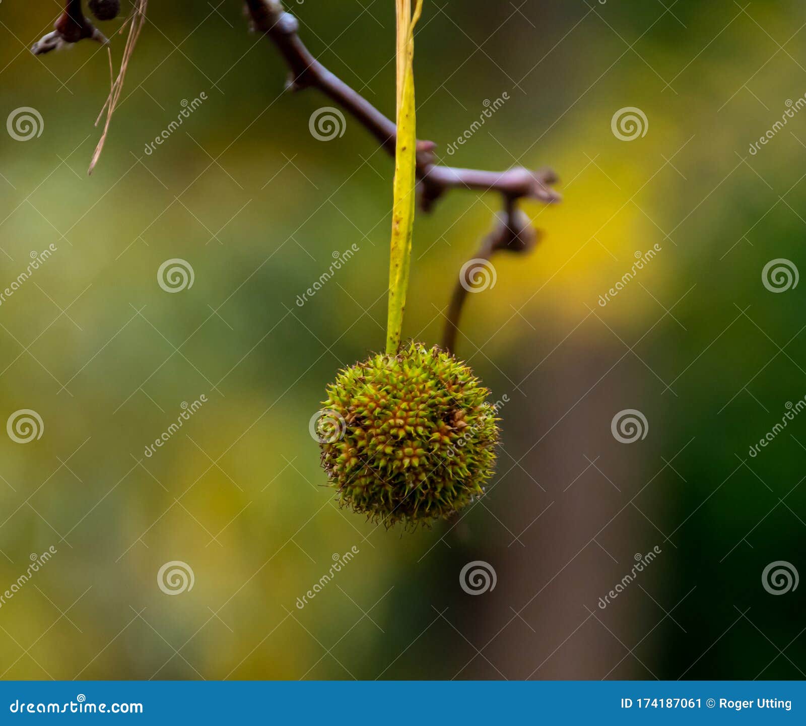 Growing a conker stock image. Image of hippocastanum - 174187061