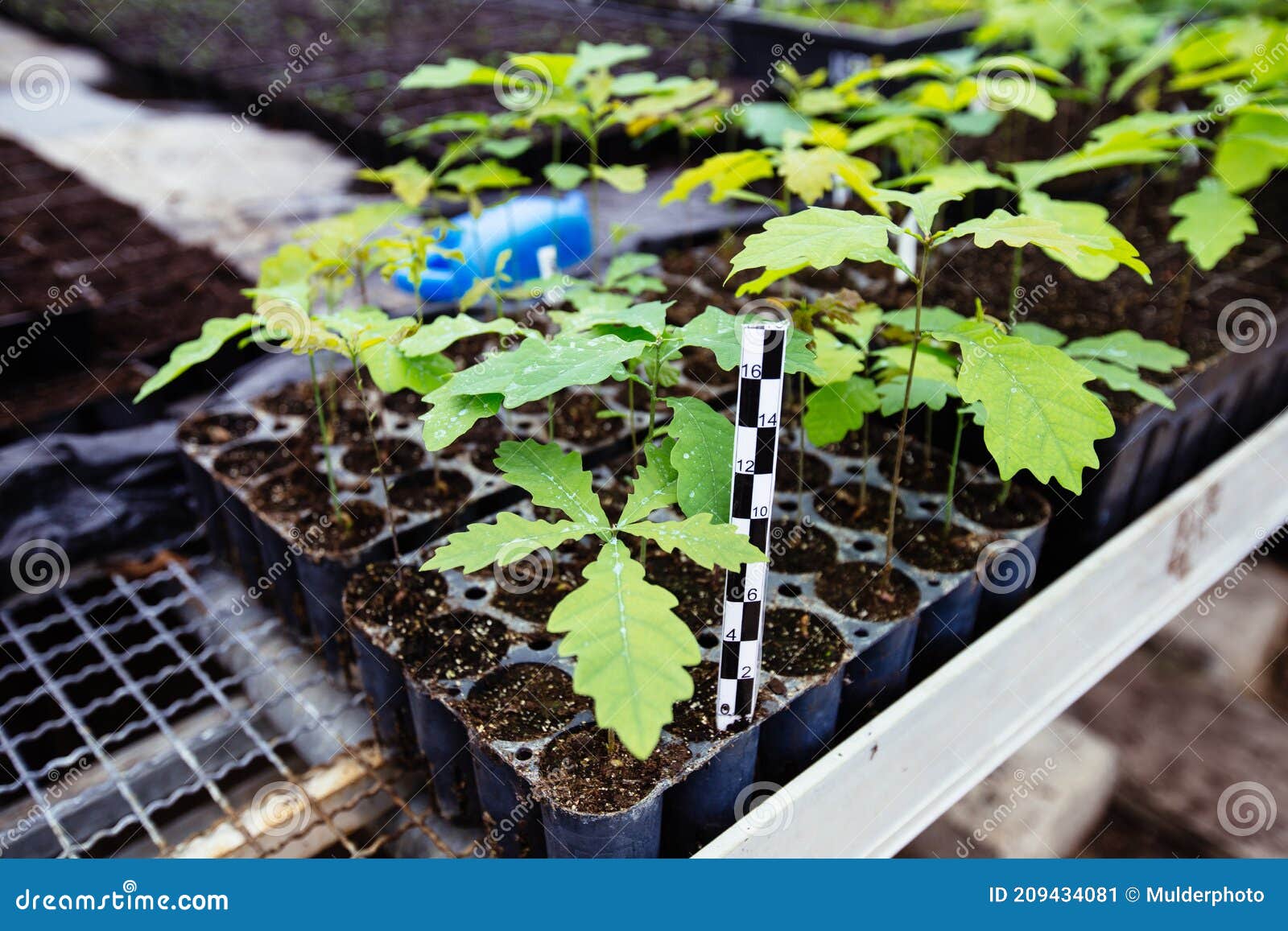 Growing of Containerized Oak Seedlings in Greenhouse with Climate ...