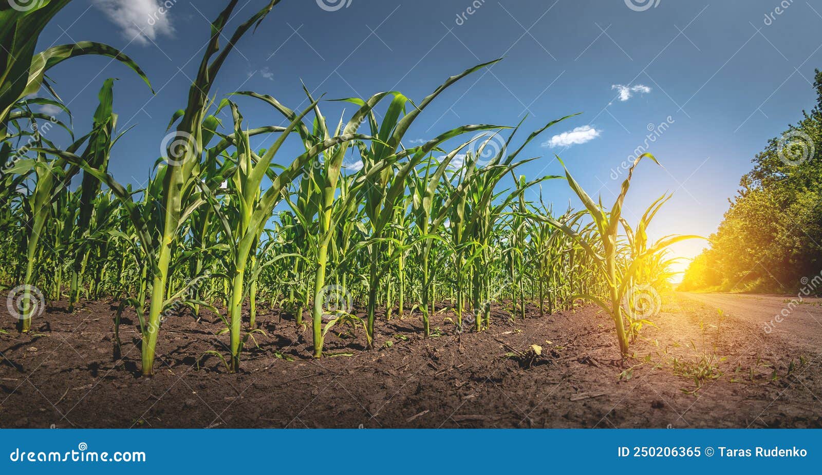 Growing Corn on Agricultural Land. Stock Image - Image of field, farm ...