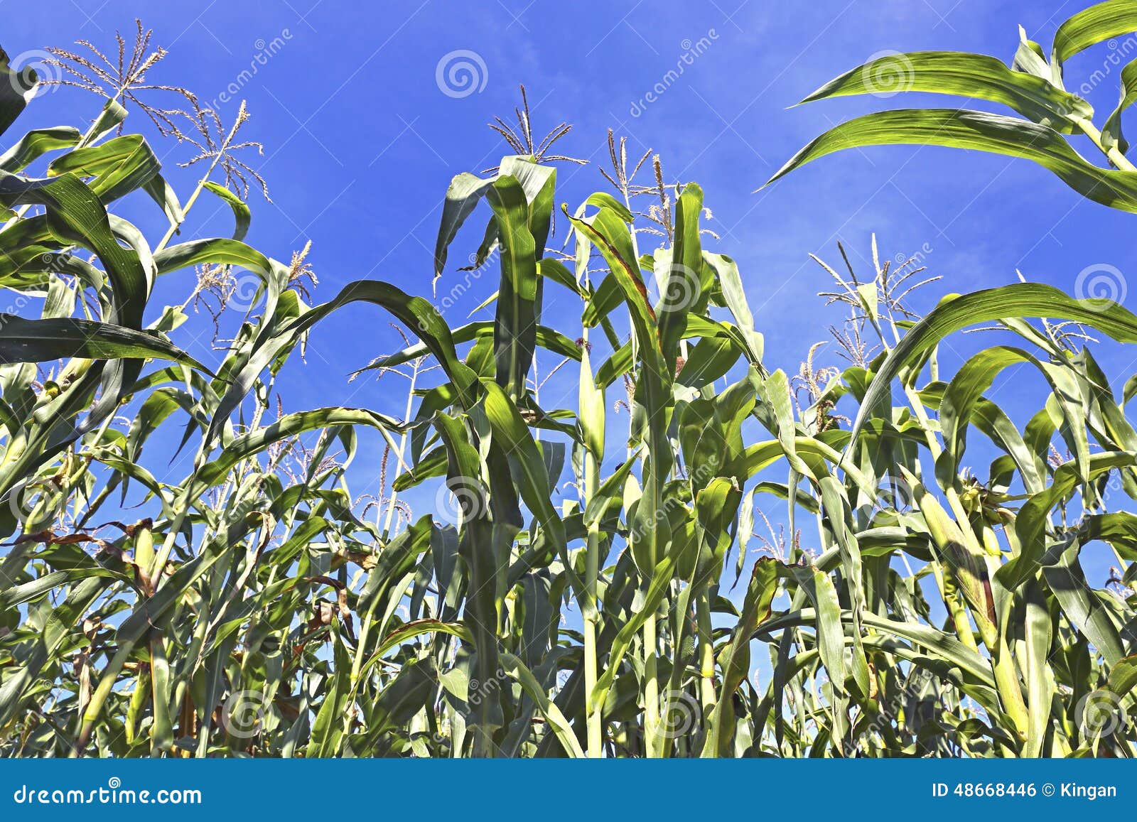 Growing corn stock photo. Image of growth, sprout, blue - 48668446