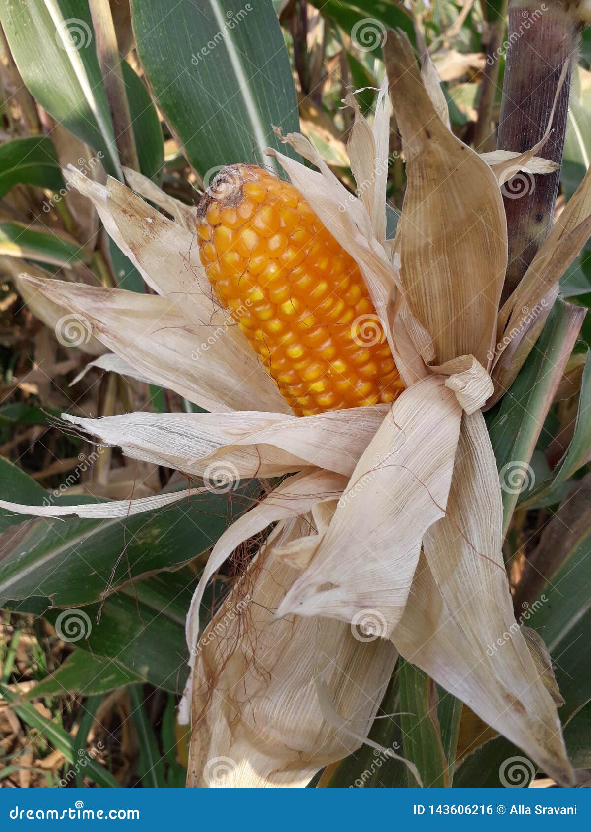 Growing corn closeup stock photo. Image of agriculture - 143606216